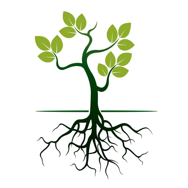 13,348,652 Deep roots plant Vector Images | Depositphotos