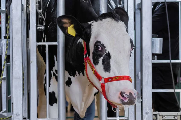 Scared black and white cow at agricultural animal exhibition, trade ...