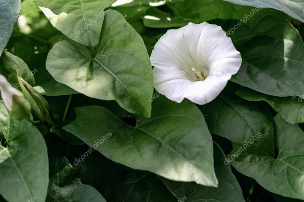 La bindweed de campo es un tipo de hierba perenne con un tallo trepador ...