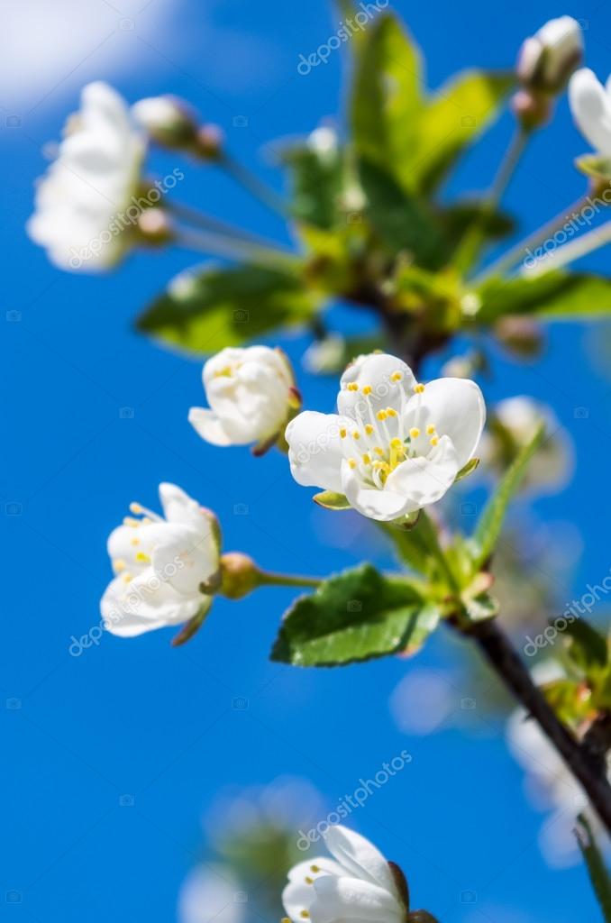 Bloom tree branch in sky — Free Stock Photo © Ramanauz #72298709