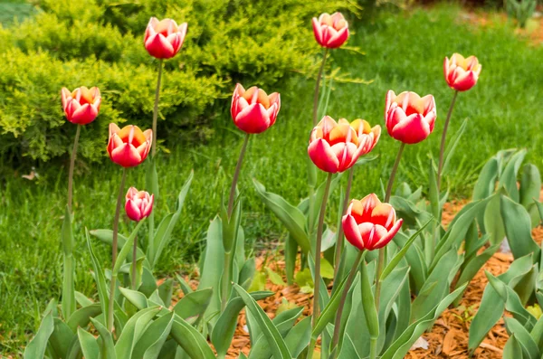 Free Springtime Images & Videos | Download on Depositphotos