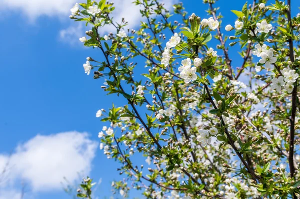 Free Spring Images & Videos | Download on Depositphotos