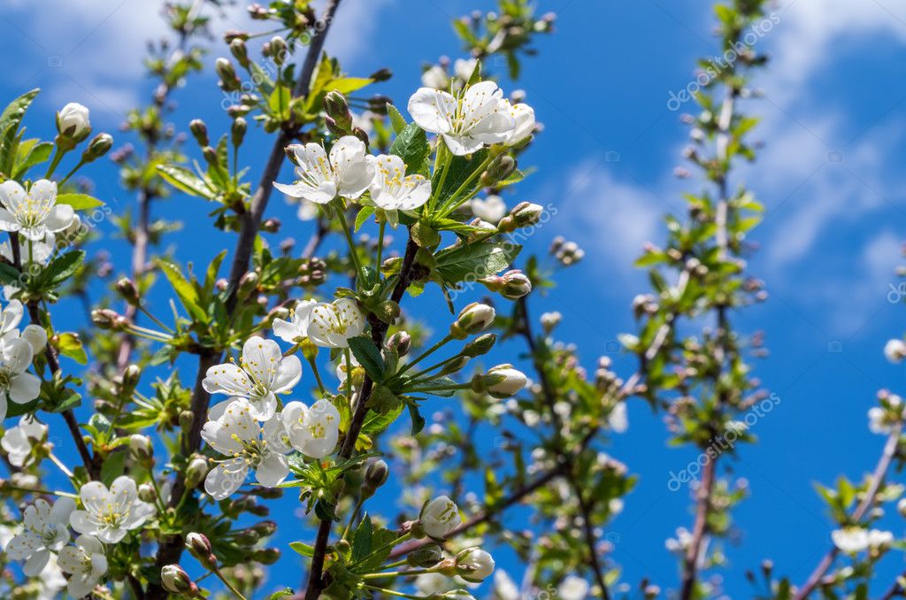 Tree blossom flowers at spring over blue natural sky background — Free ...