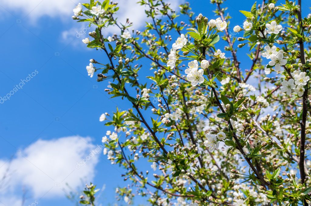 Bloom on the tree in spring — Free Stock Photo © Ramanauz #73079659
