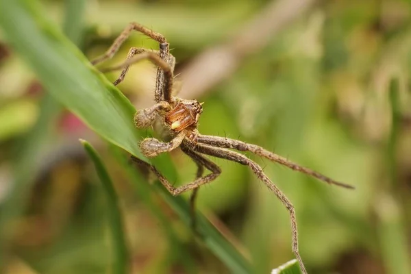 Camel spider pictures iraq Stock Photos, Royalty Free Camel spider ...
