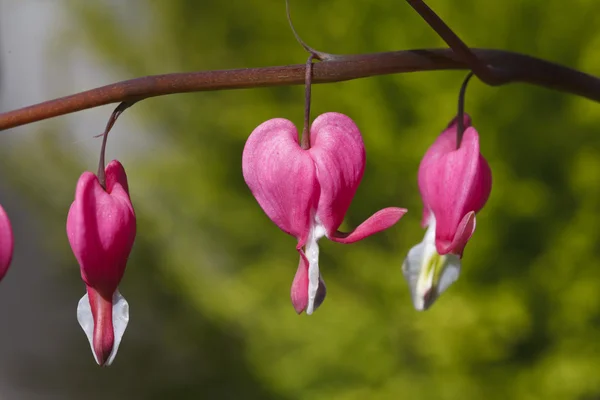 Bleeding heart flower Stock Photos, Royalty Free Bleeding heart flower ...