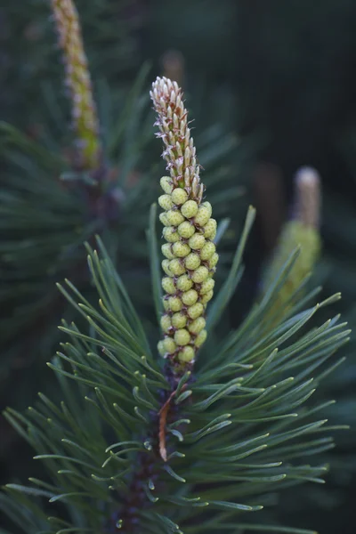 Conifer flowers Stock Photos, Royalty Free Conifer flowers Images ...