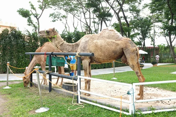 Camel house Stock Photos, Royalty Free Camel house Images | Depositphotos