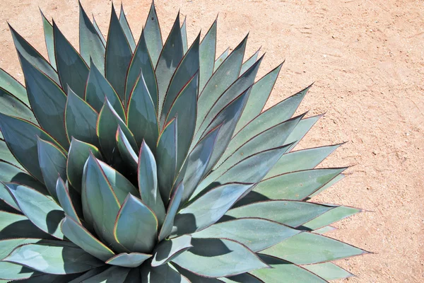 Agave fotos de stock, imágenes de Agave sin royalties | Depositphotos