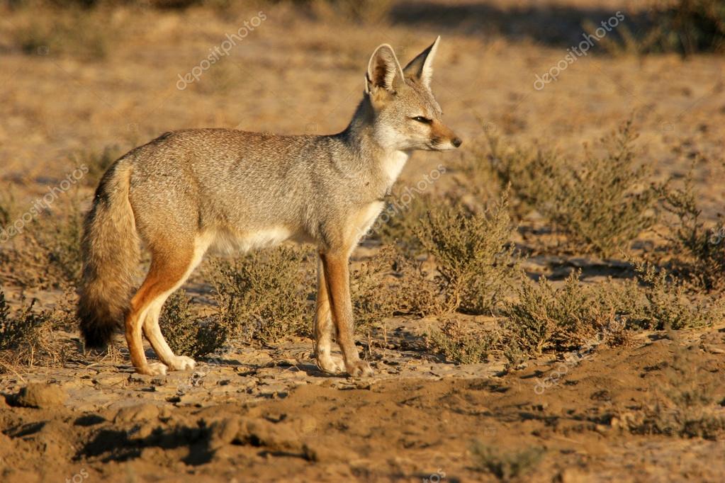 Bengal fox in desert — Stock Photo © toucanet #77123719