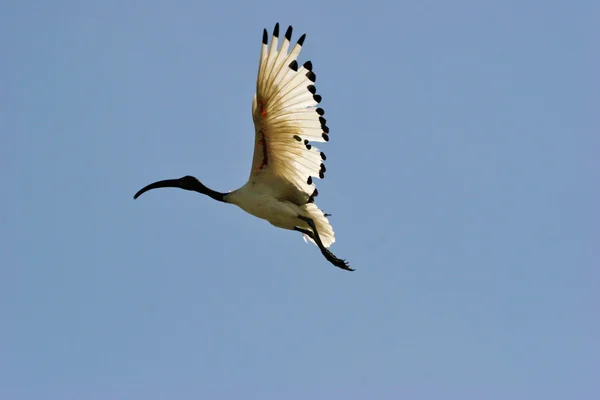 Flying ibis Stock Photos, Royalty Free Flying ibis Images | Depositphotos