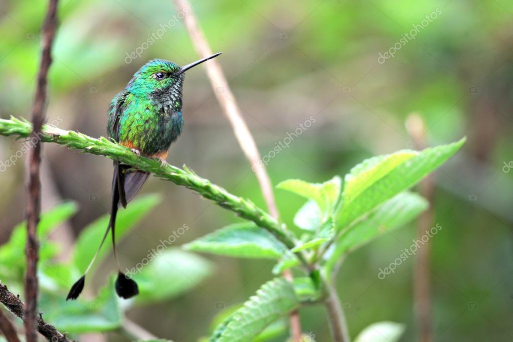 Green colibri sitting on branch Stock Photo by ©toucanet 77237366
