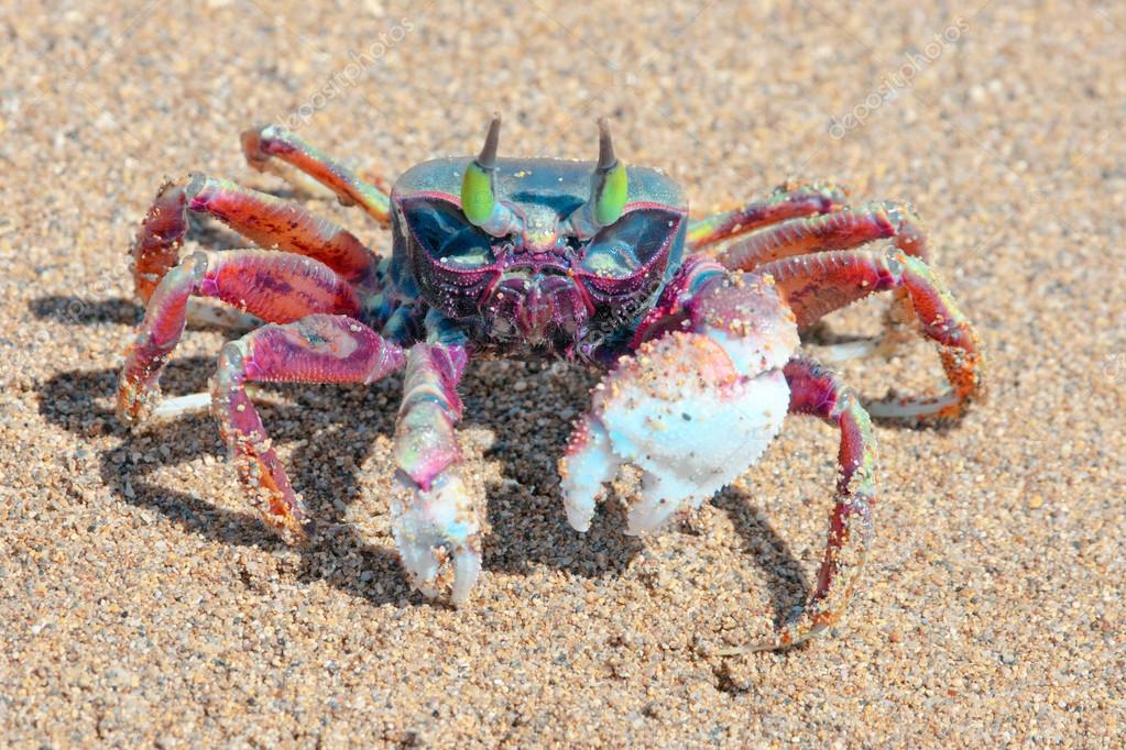 Colorful Crab
