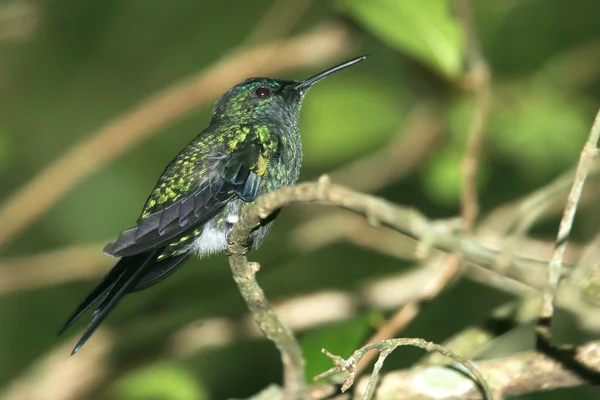 Green colibri sitting on branch Stock Photo by ©toucanet 77237366