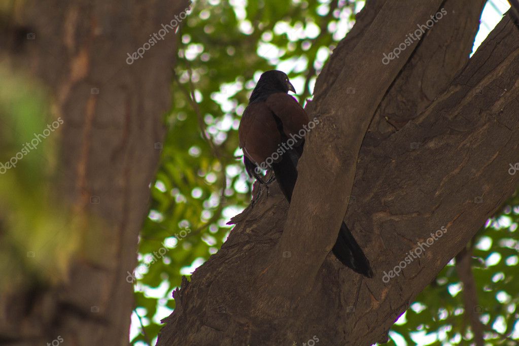 Crow Pheasant — Stock Photo © neeraj6462 #71243507