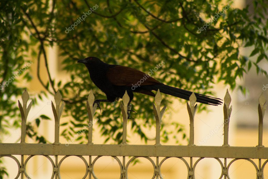 Crow Pheasant — Stock Photo © neeraj6462 #71243543