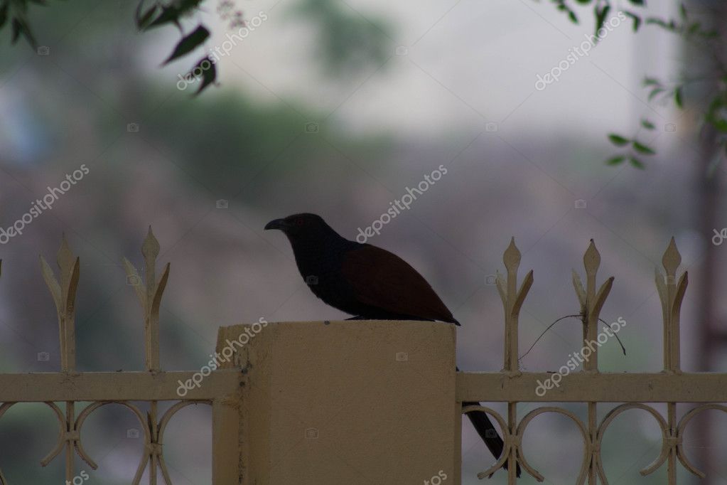 Crow Pheasant — Stock Photo © neeraj6462 #71243629