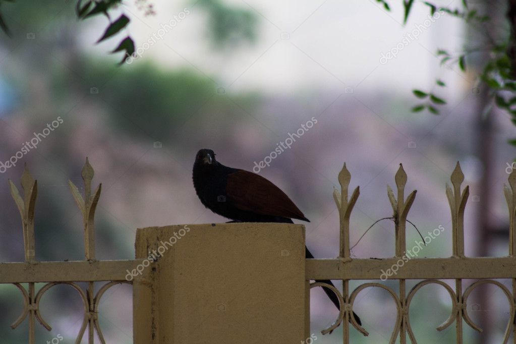 Crow Pheasant — Stock Photo © neeraj6462 #71243639