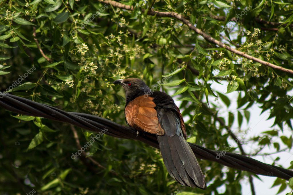 Crow Pheasant — Stock Photo © neeraj6462 #71243949