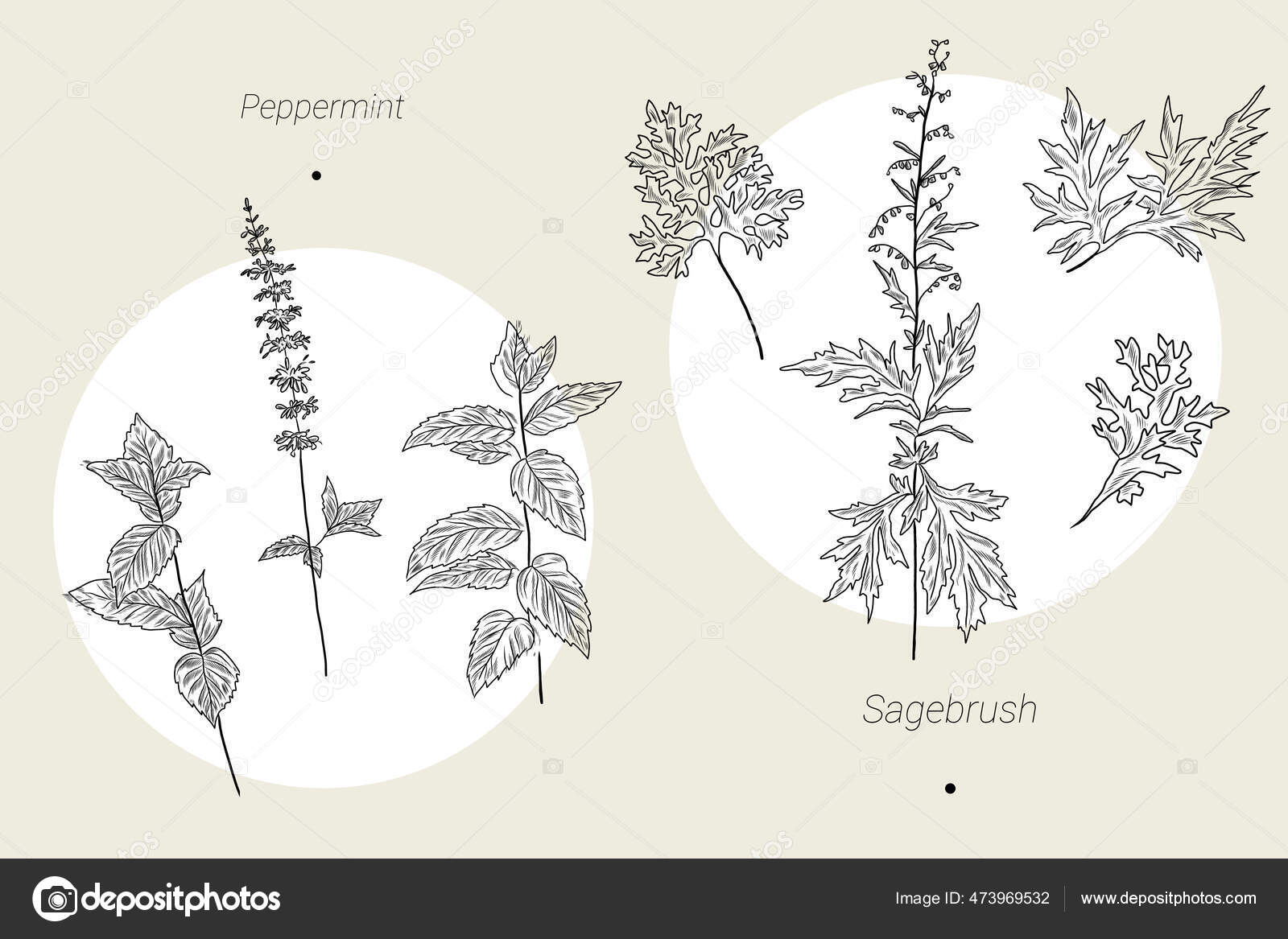 Sagebrush Drawing