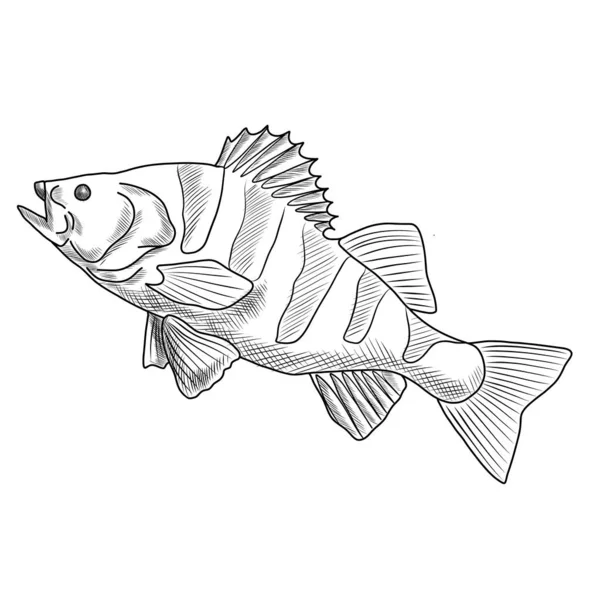 100,000 Freshwater ling Vector Images | Depositphotos