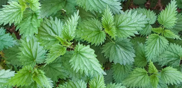 Nettle threads Stock Photos, Royalty Free Nettle threads Images ...