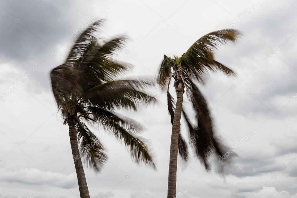 Coconut Palms and Strong Winds in Belize Stock Photo by ©ead72 100135660