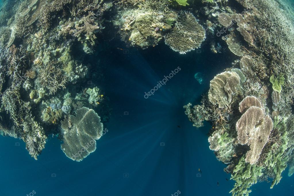 Corals and Deep Drop Off in Indonesia — Stock Photo © ead72 #110773714