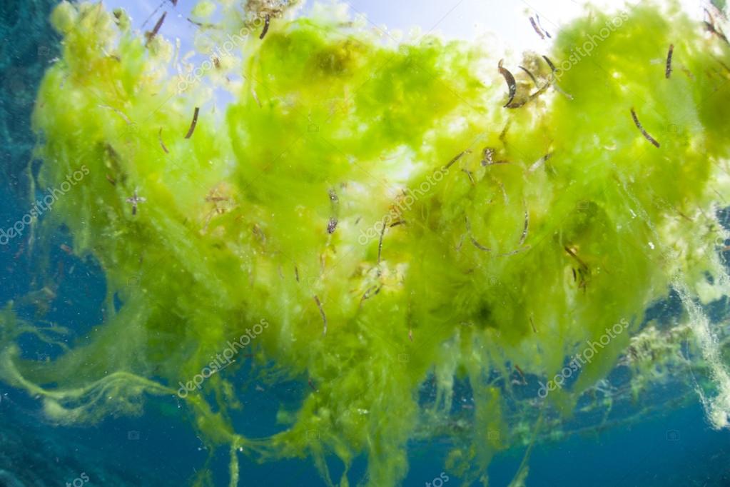 Algae Floating in Pacific ocean — Stock Photo © ead72 #124451540