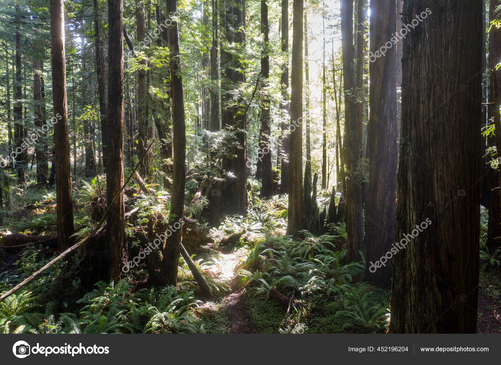 Coastal Redwood Trees Sequoia Sempervirens Thrive Healthy Forest ...