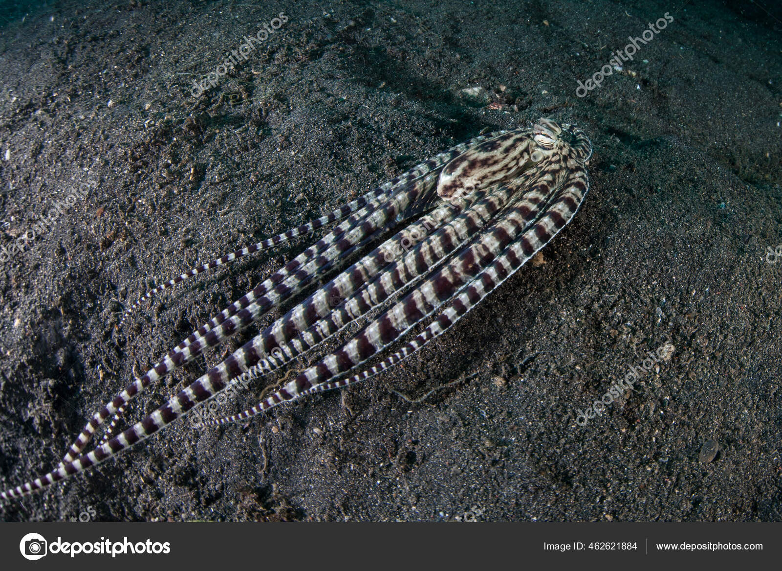 Pulpo Mímico Thaumoctopus Mimicus Arrastra Través Fondo Marino Arena ...