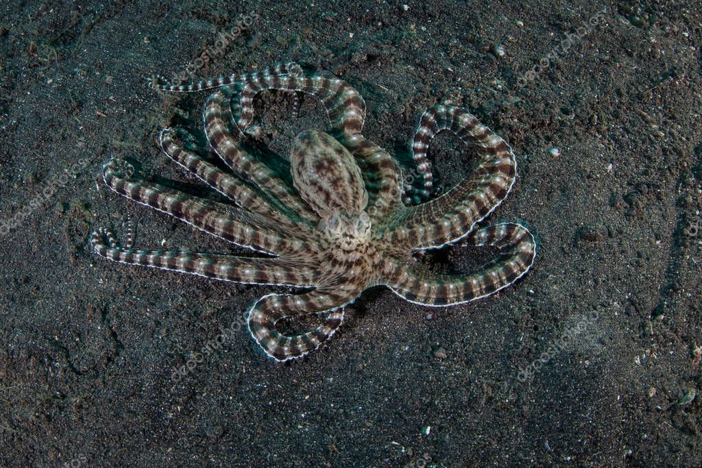 Un pulpo mímico, Thaumoctopus mimicus, se arrastra a través de un fondo ...