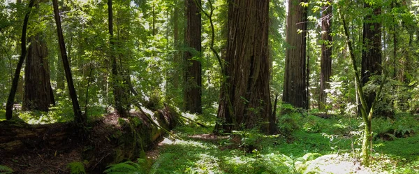 Coastal Redwood trees, Sequoia sempervirens, thrive in the moist ...