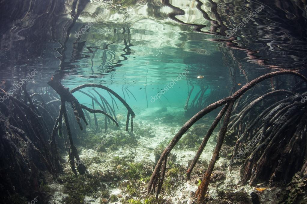 Mangrove Roots Underwater Stock Photo by ©ead72 70936373