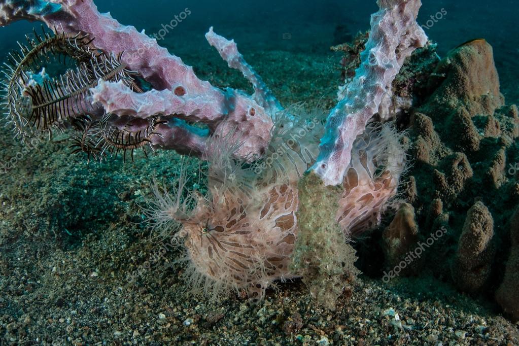 Hairy frogfish blends into the sand where it lives. — Stock Photo ...