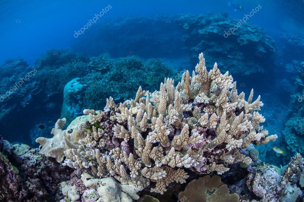 Reef And Limestone Islands — Stock Photo © ead72 #73037151