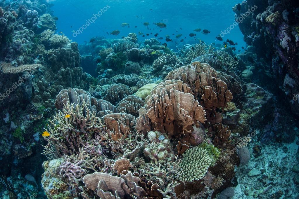 Multitudes of small fish swarm above a coral reef — Stock Photo © ead72 ...