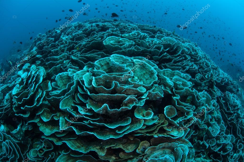 Foliose Coral Big Branching Corals