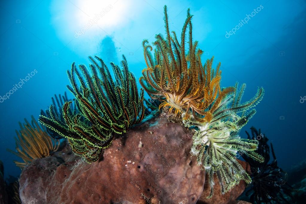 A feather star extends its colorful arms — Stock Photo © ead72 #73555857