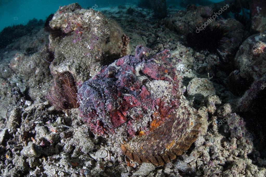 Arrecife de pez piedra en el fondo marino en el Pacífico Tropical 2023
