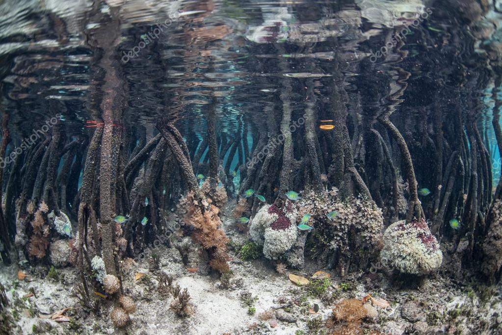 Mangrove Roots Underwater Stock Photo by ©ead72 75574931