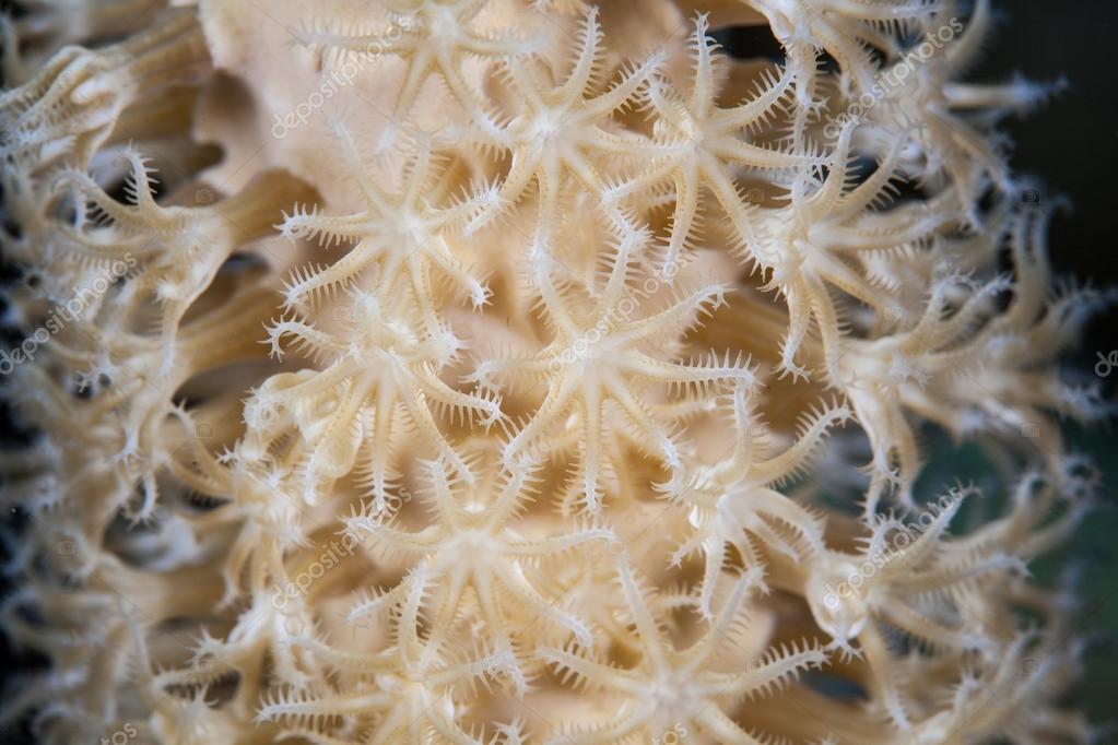 Soft Corals Polyps