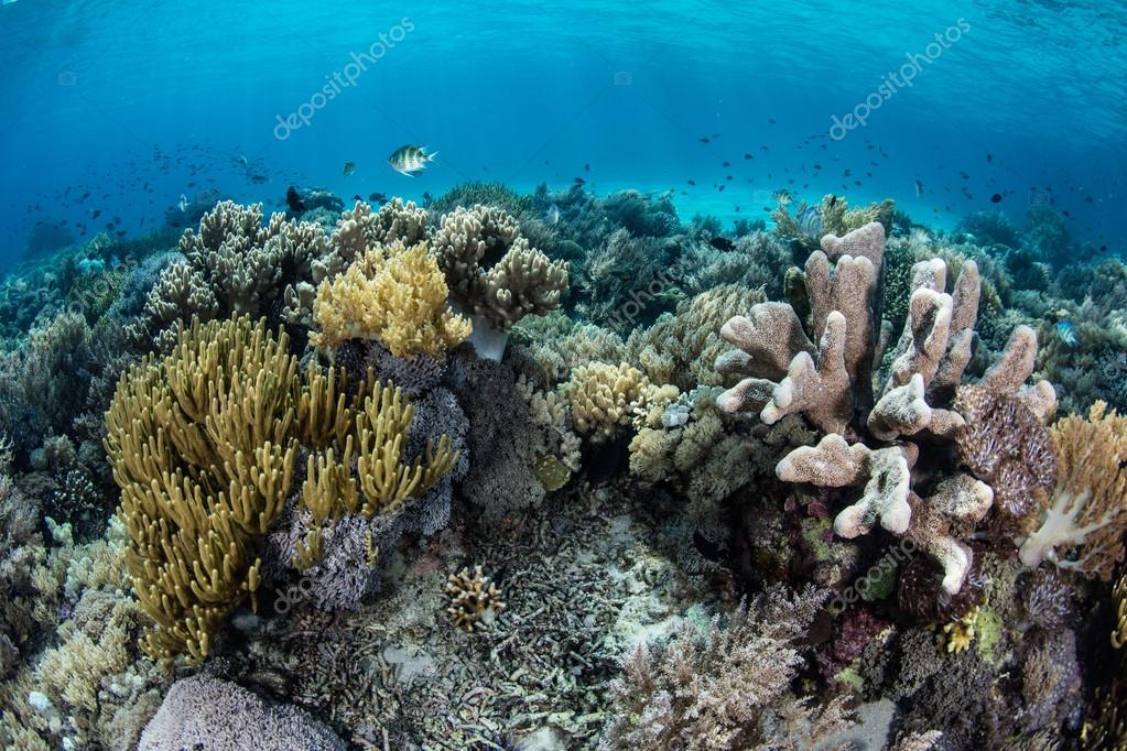 Beautiful Reef in Indonesia Stock Photo by ©ead72 86064204