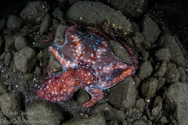 Starry Night Octopus Callistoctopus Luteus Crawls Black Sand Seafloor ...