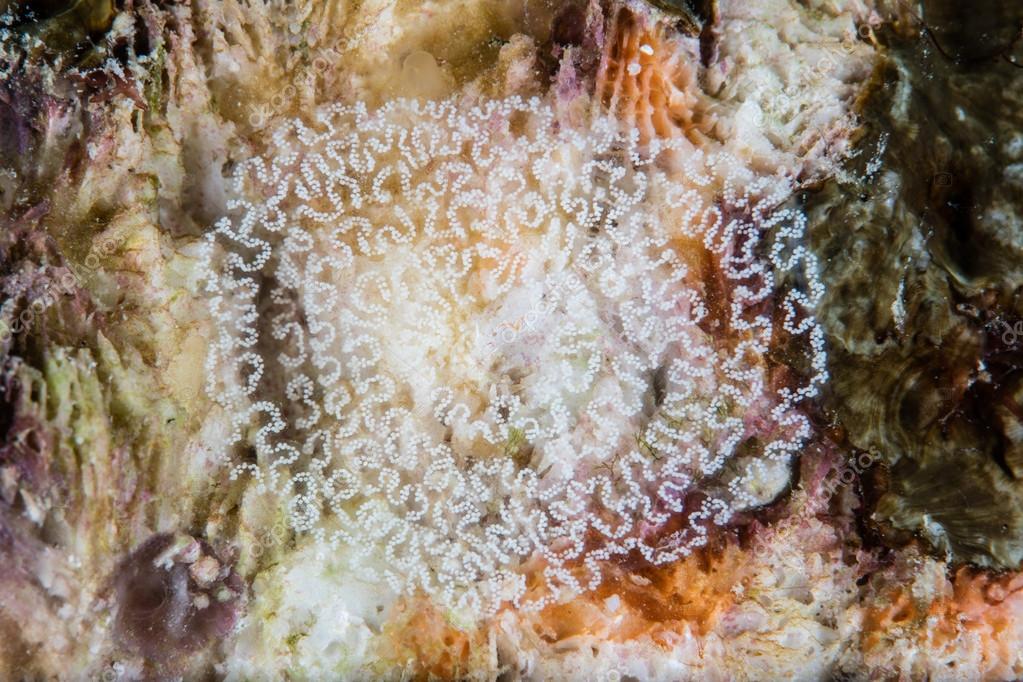 Nudibranch Egg Coil Stock Illustration by ©ead72 #93375942