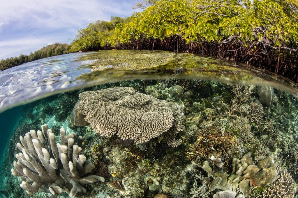 Coral Reef and Mangrove Forest in Indonesia — Stock Photo © ead72 #94851342