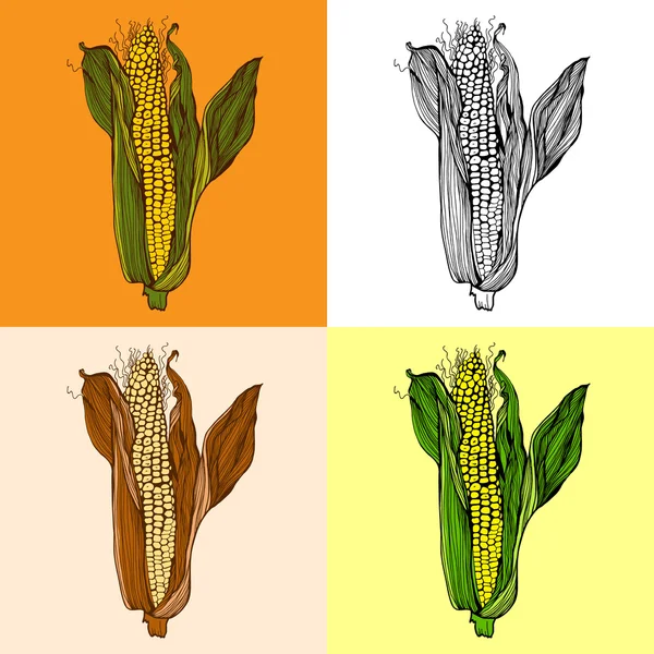 Selective Breeding Corn
