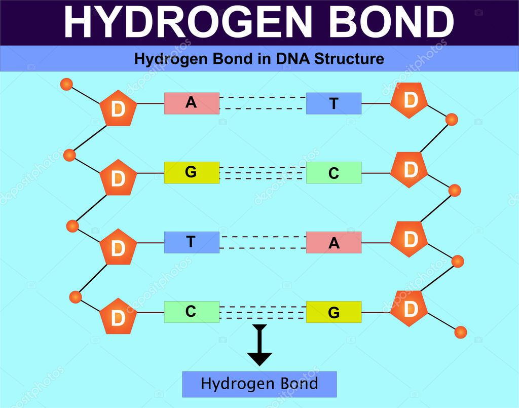 Legame Idrogeno Nel DNA