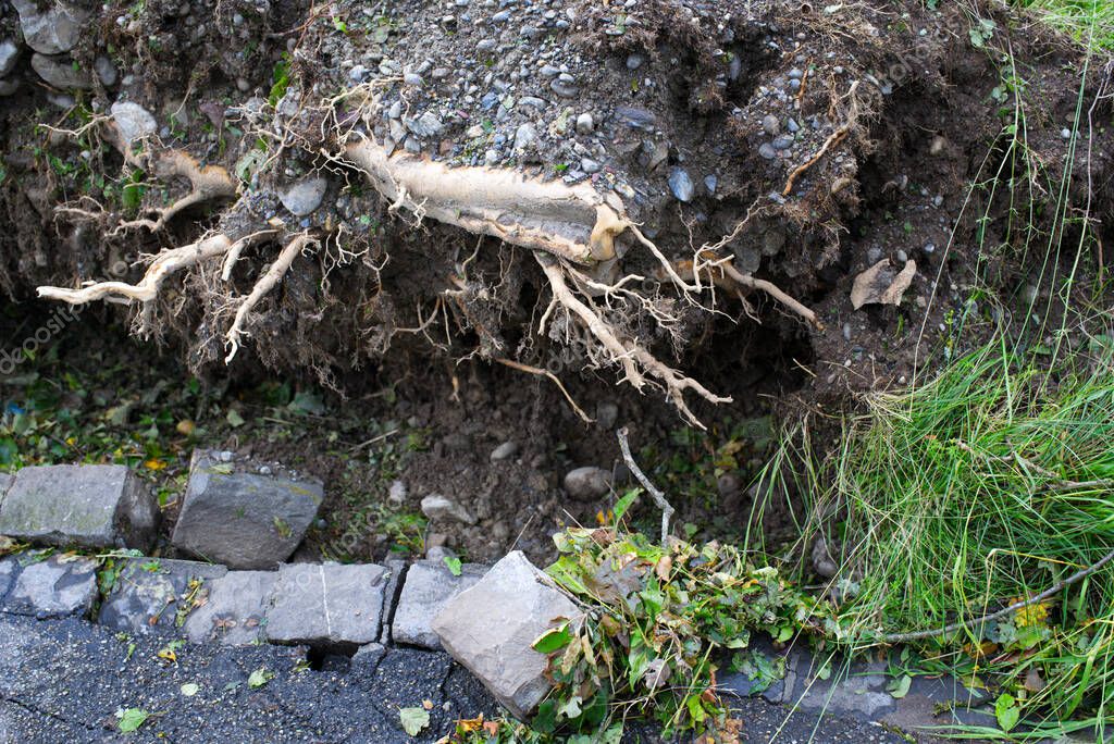 Raíces en el aire del árbol caído cerca de la calle rural en la noche ...
