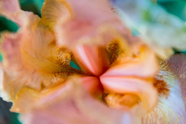 Iris xiphium (Bulbous iris, sibirica) en primer plano. Tarjeta de ...